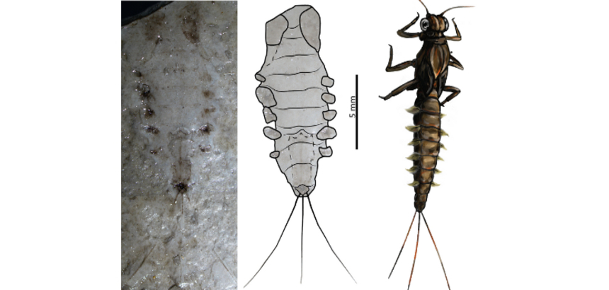 Descubren insectos que habitaron el centro de Colombia hace ...