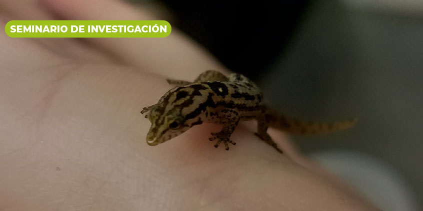 The sprightly sphaerodactyl and the imperiled crocodile (lizard ...